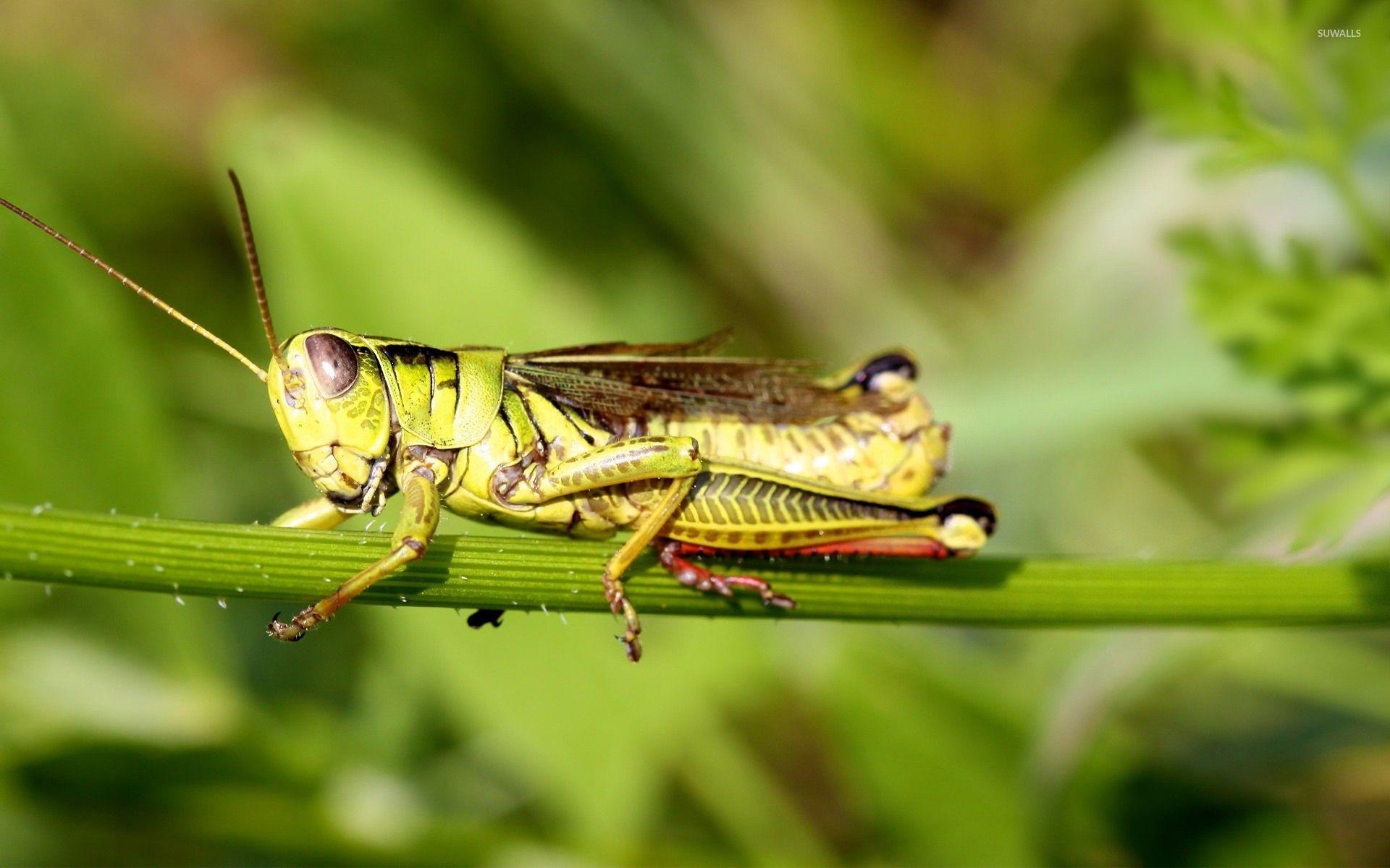 Grasshopper Wallpapers - Top Free Grasshopper Backgrounds - WallpaperAccess