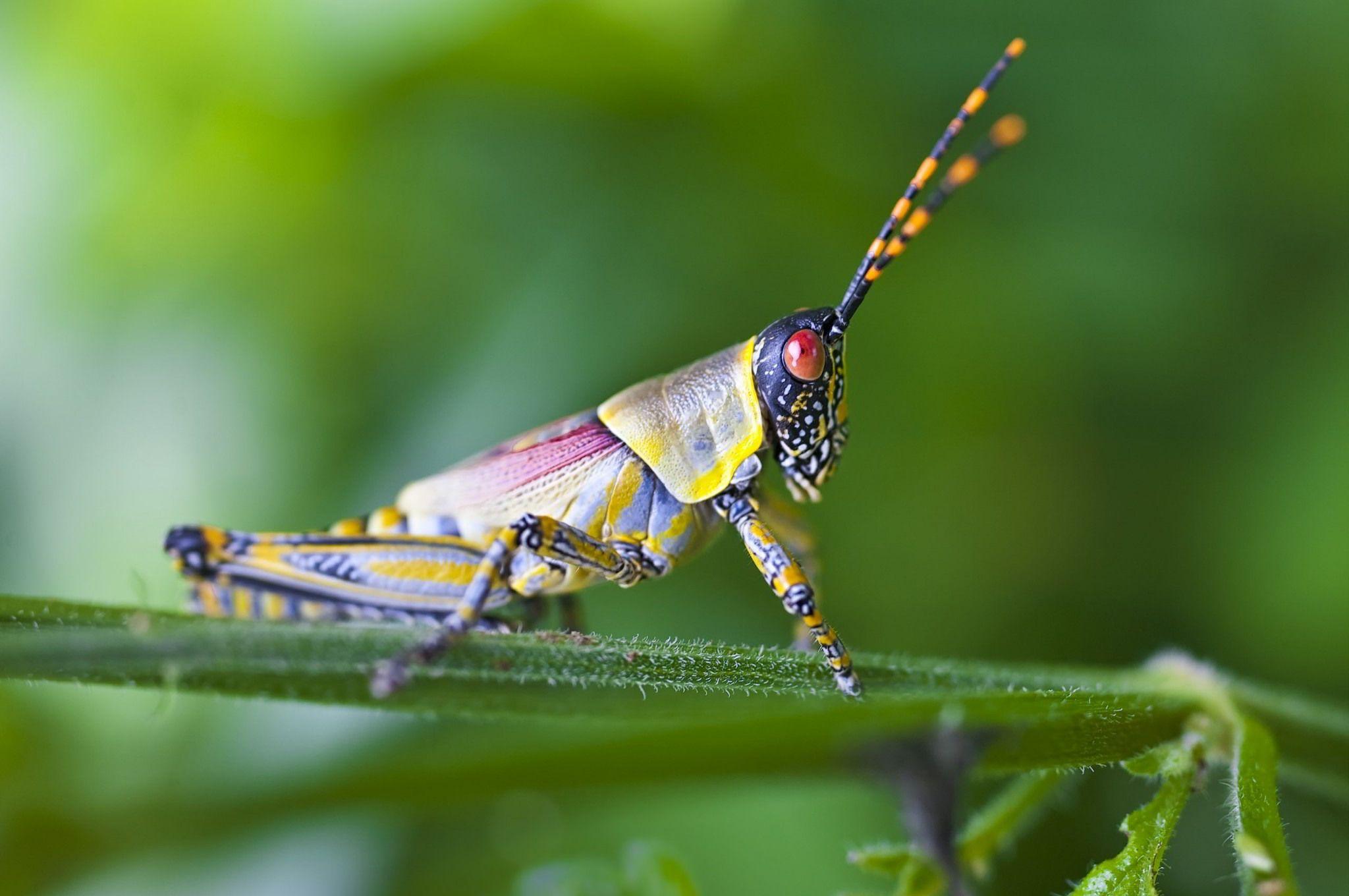 Grasshopper Wallpapers - Top Free Grasshopper Backgrounds - WallpaperAccess
