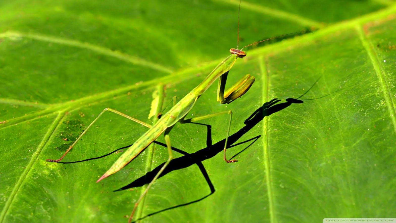 Grasshopper Wallpapers - Top Free Grasshopper Backgrounds - WallpaperAccess