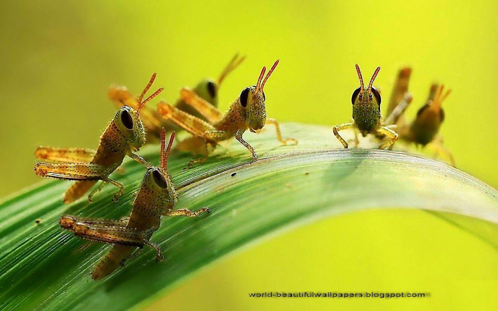 Grasshopper Wallpapers - Top Free Grasshopper Backgrounds - WallpaperAccess