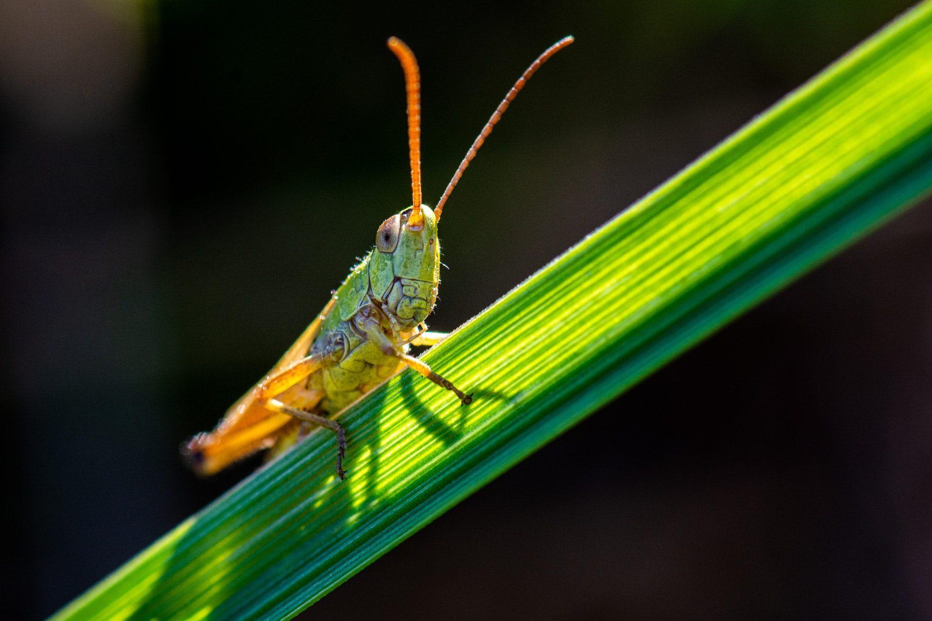 Grasshopper Wallpapers - Top Free Grasshopper Backgrounds - WallpaperAccess