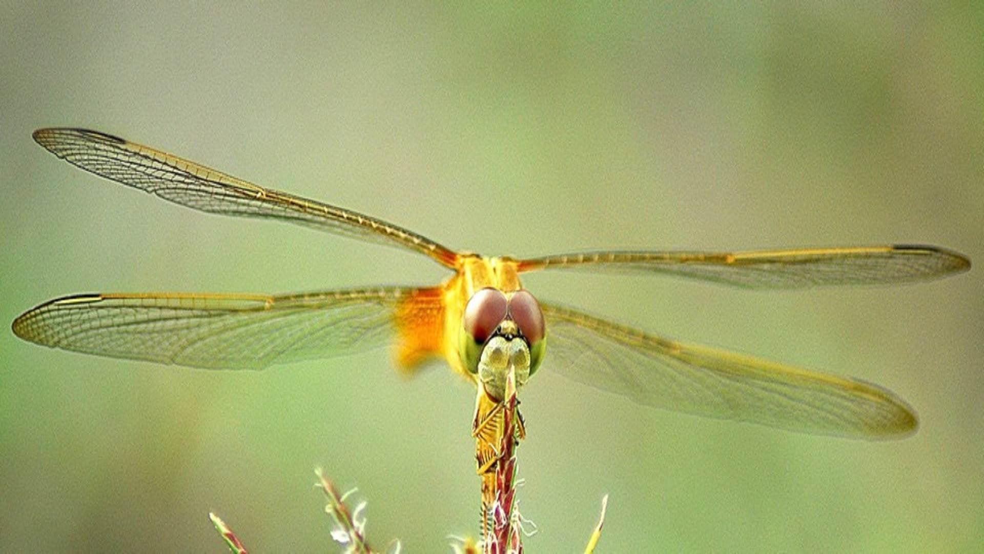 Grasshopper Wallpapers - Top Free Grasshopper Backgrounds - WallpaperAccess