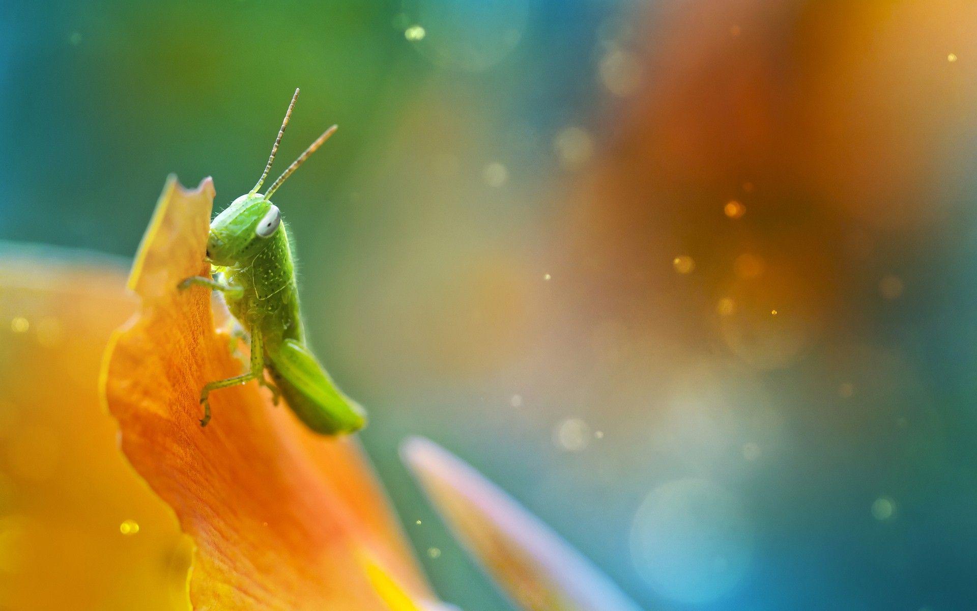 Grasshopper Wallpapers - Top Free Grasshopper Backgrounds - WallpaperAccess