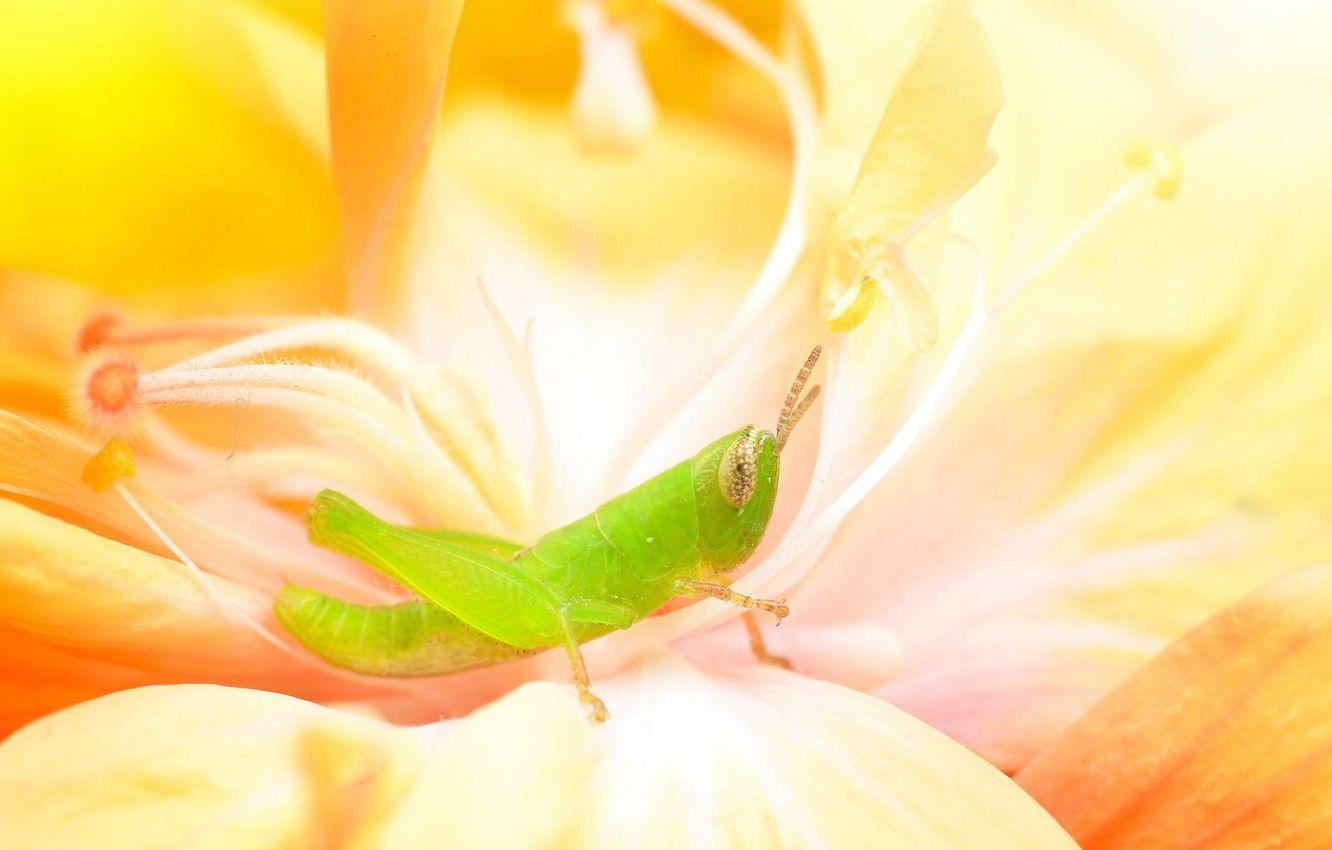 Grasshopper Wallpapers - Top Free Grasshopper Backgrounds - WallpaperAccess