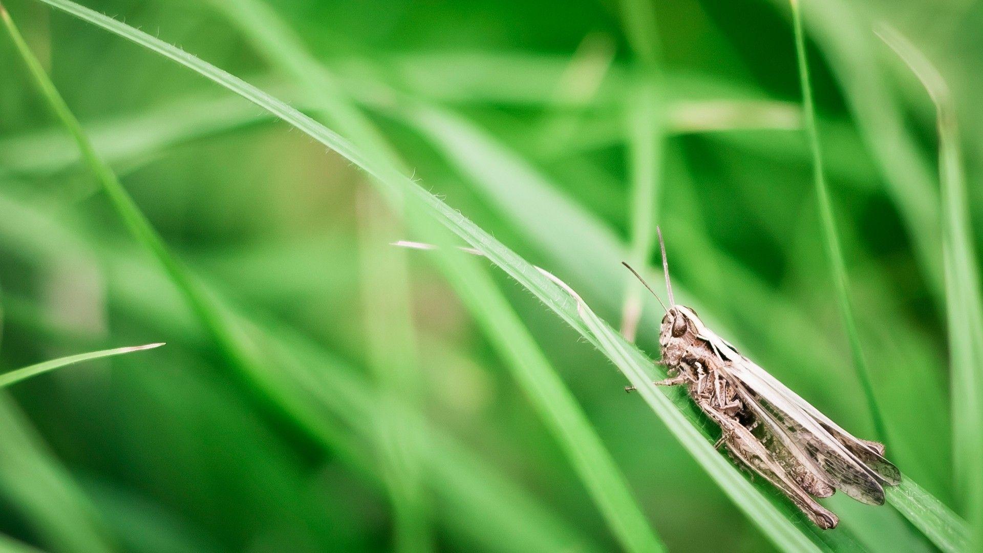 Grasshopper Wallpapers - Top Free Grasshopper Backgrounds - WallpaperAccess