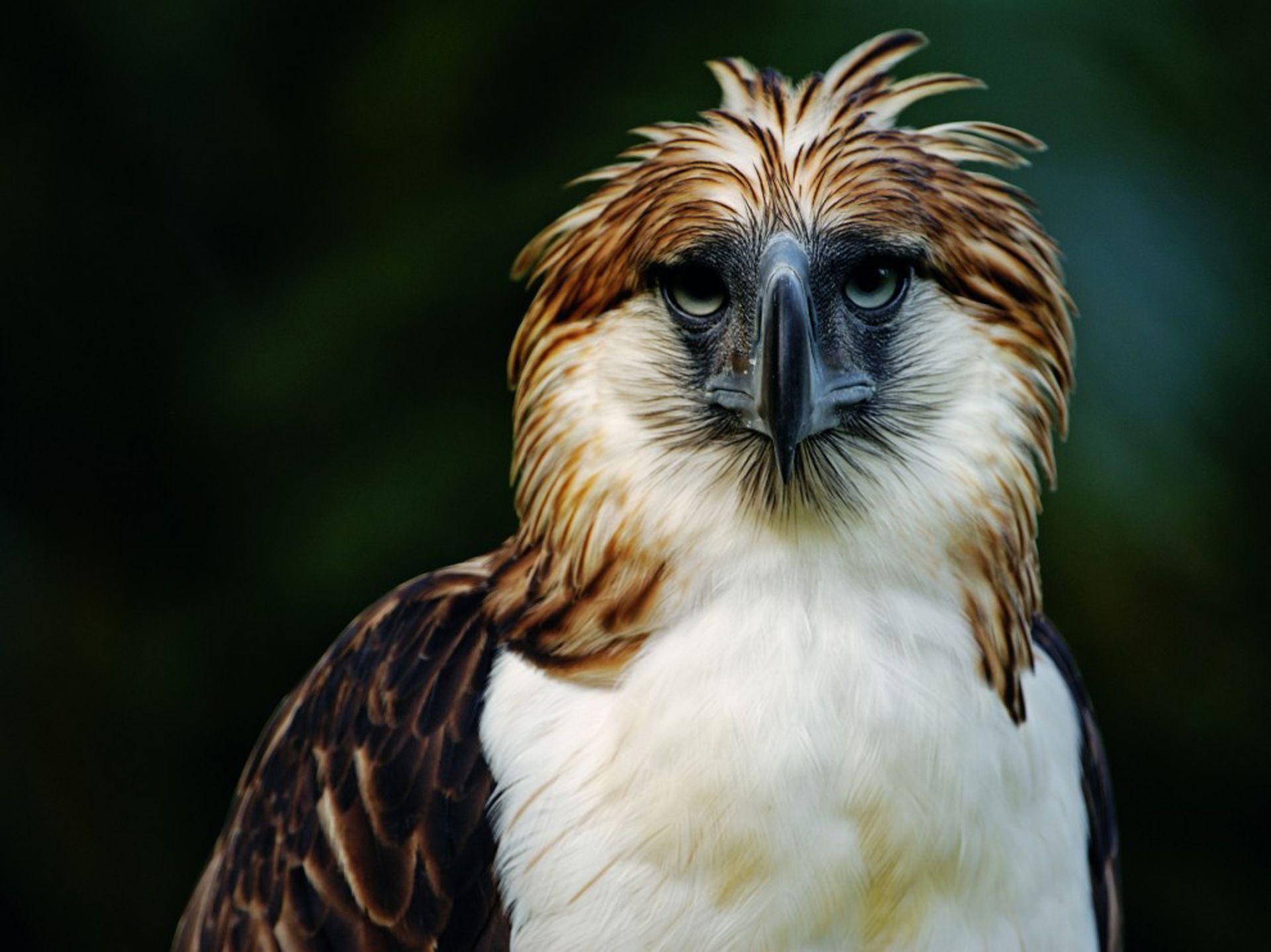 Philippine Eagle Wallpapers - Top Free Philippine Eagle Backgrounds - WallpaperAccess