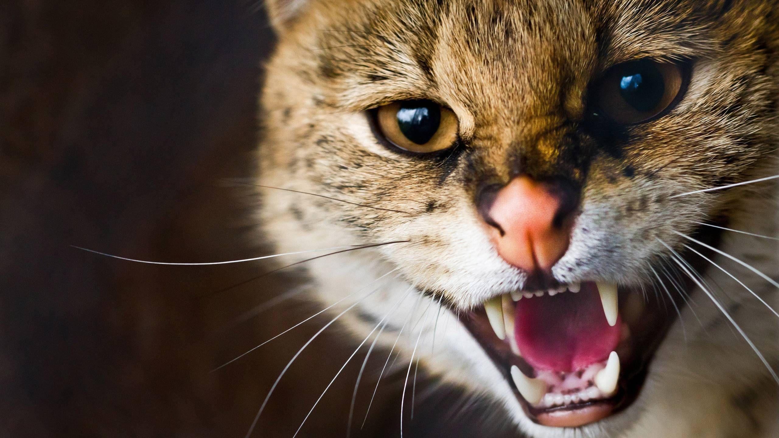 Wildcat Wallpapers - Top Free Wildcat Backgrounds - WallpaperAccess