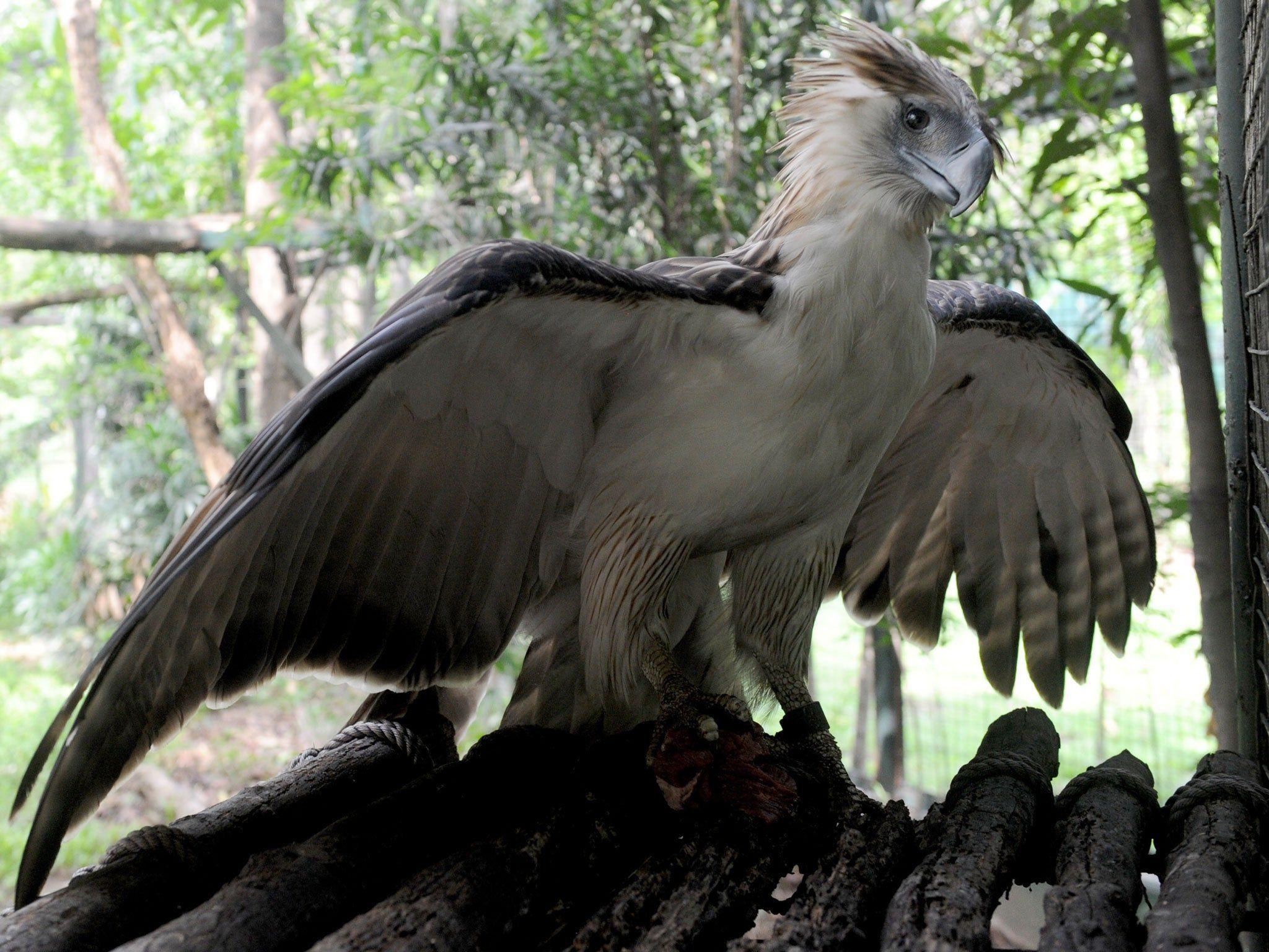 Philippine Eagle Wallpapers - Top Free Philippine Eagle Backgrounds - WallpaperAccess