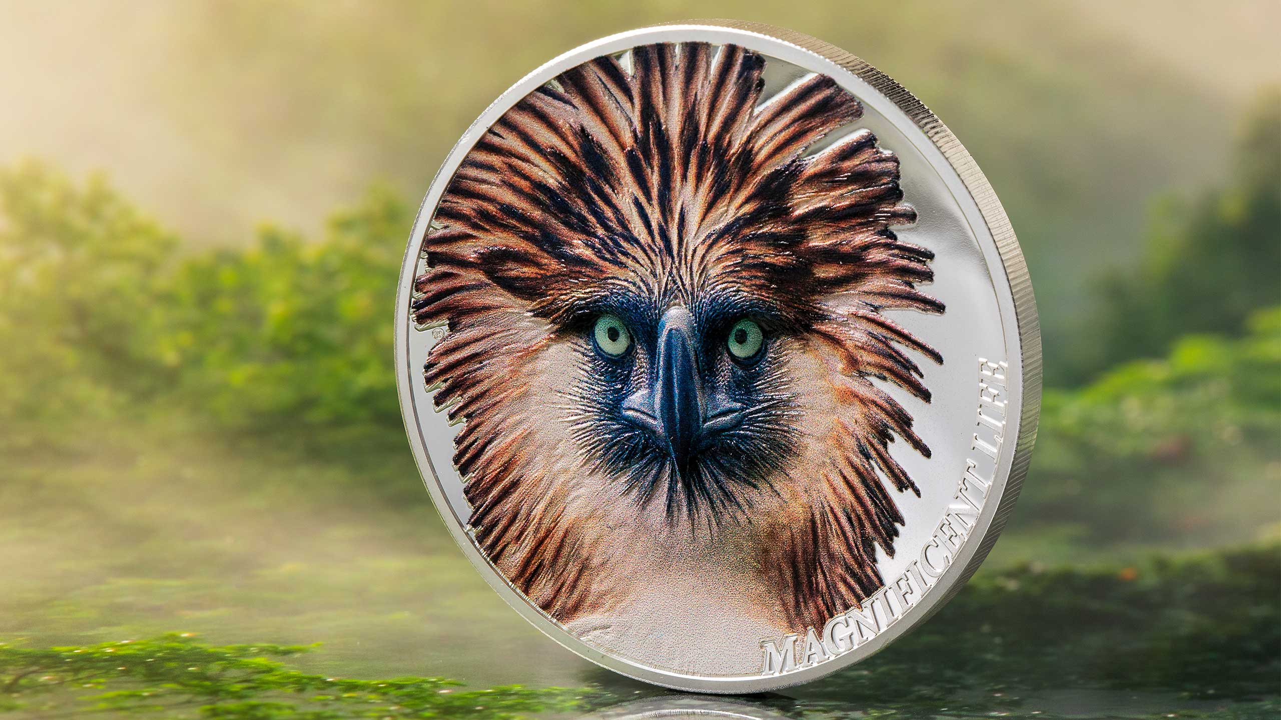 Philippine Eagle Wallpapers - Top Free Philippine Eagle Backgrounds ...