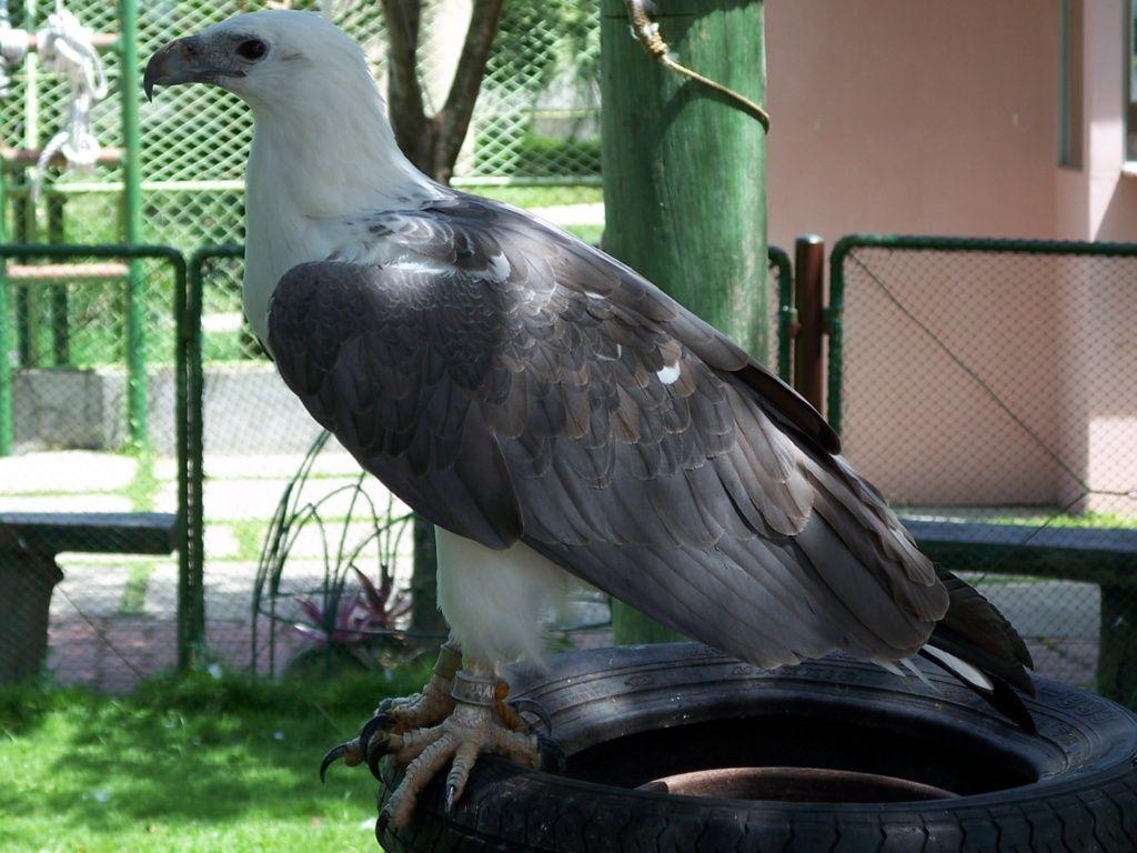 Philippine Eagle Wallpapers - Top Free Philippine Eagle Backgrounds ...