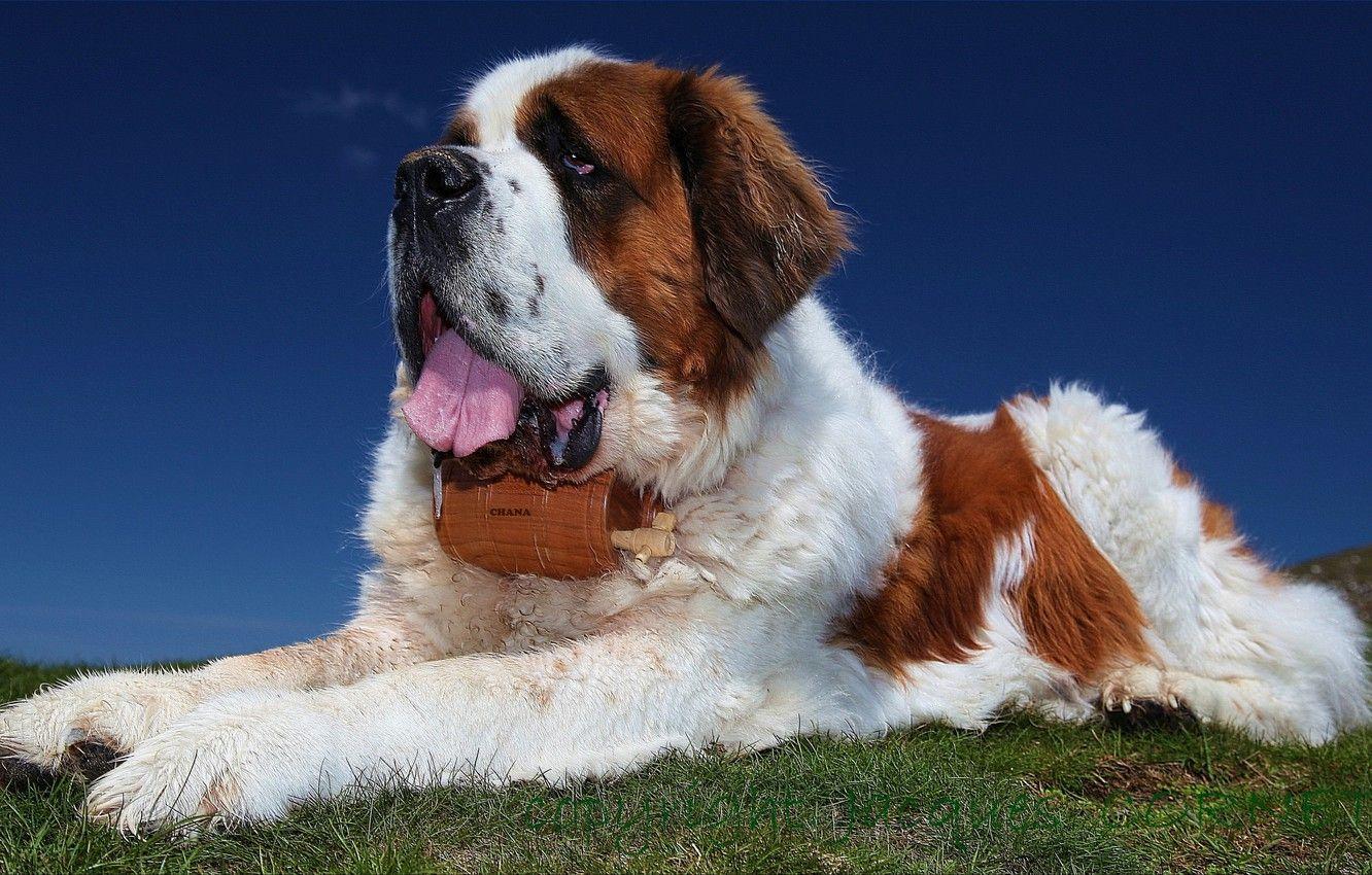 Saint Bernard Wallpapers - Top Free Saint Bernard Backgrounds - WallpaperAccess