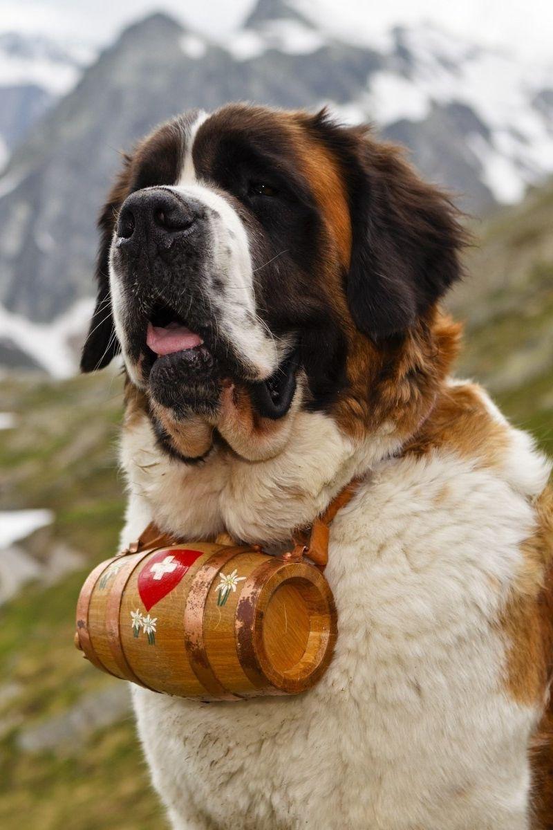 Saint Bernard Wallpapers - Top Free Saint Bernard Backgrounds - WallpaperAccess