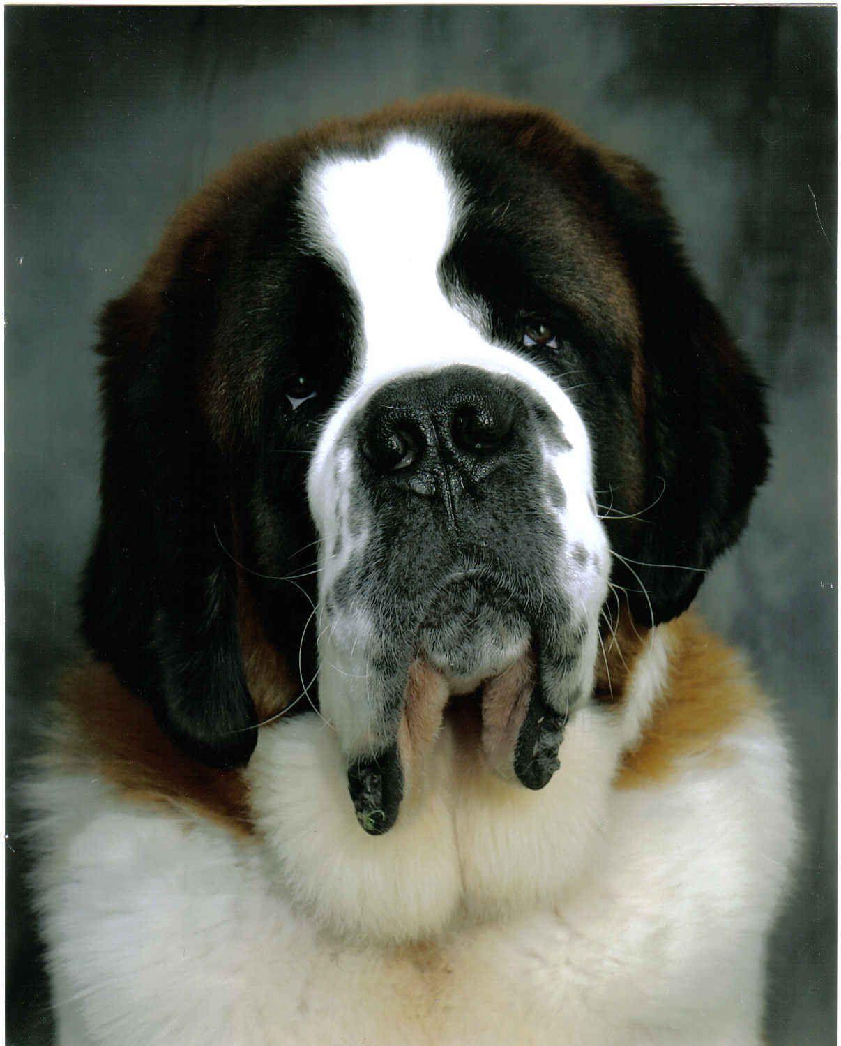 Saint Bernard Wallpapers - Top Free Saint Bernard Backgrounds ...