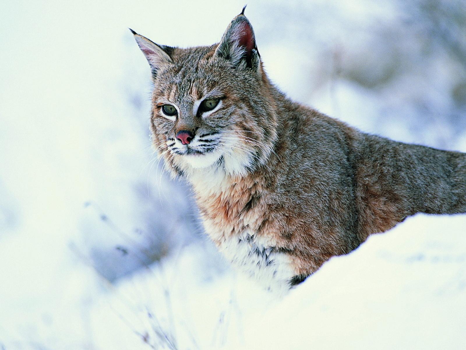 Wildcat Wallpapers - Top Free Wildcat Backgrounds - WallpaperAccess