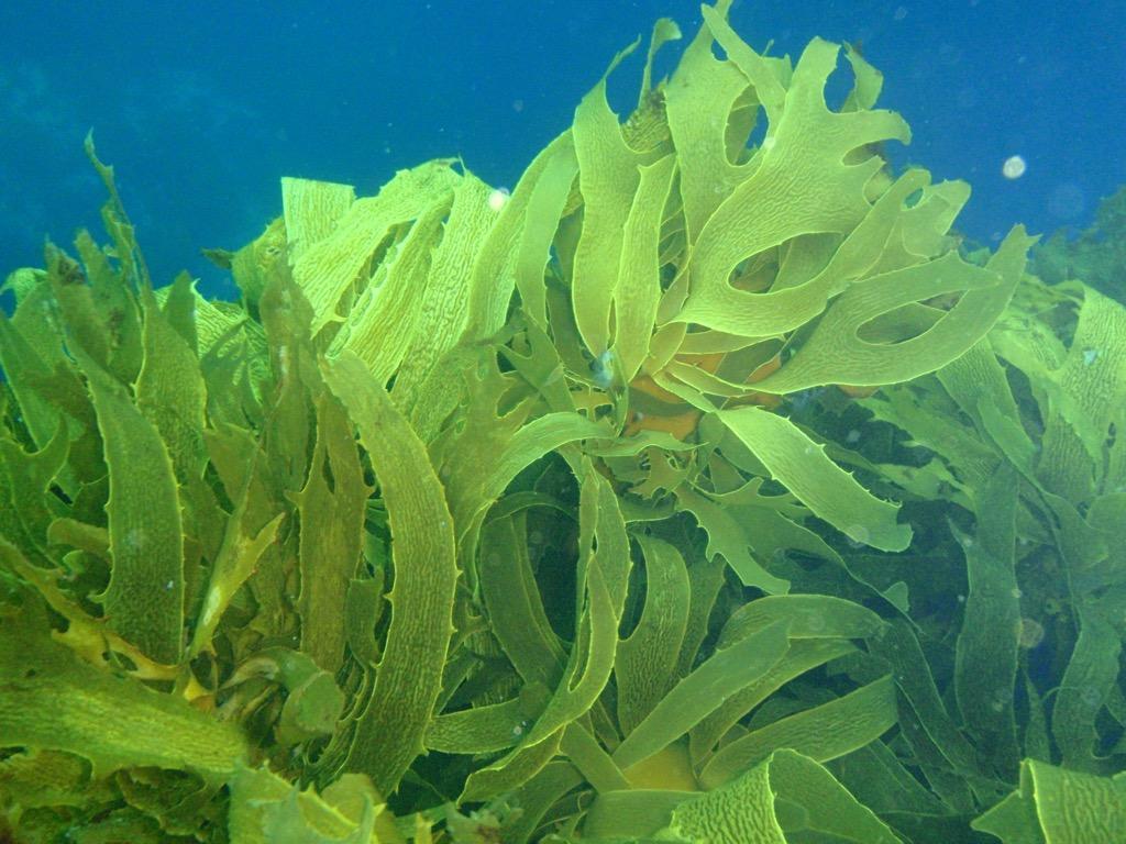 Seaweed Wallpapers - Top Free Seaweed Backgrounds - WallpaperAccess