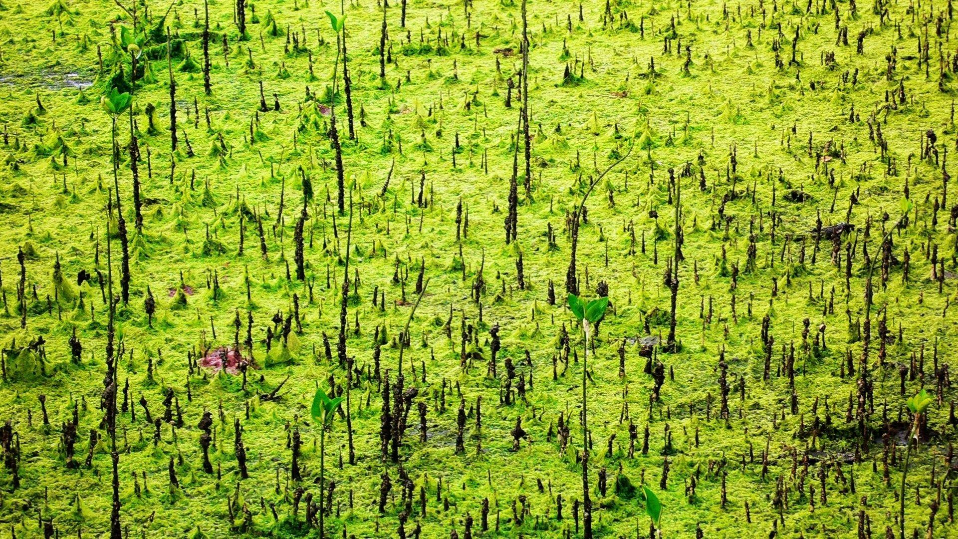 Seaweed Wallpapers - Top Free Seaweed Backgrounds - WallpaperAccess