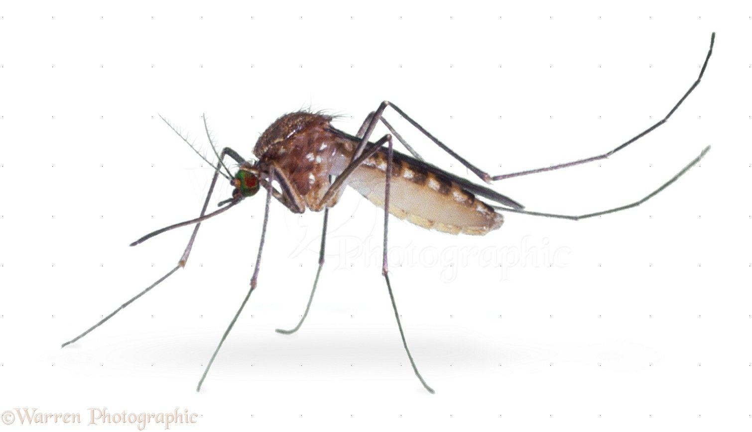 Mosquito Wallpapers - Top Free Mosquito Backgrounds - WallpaperAccess