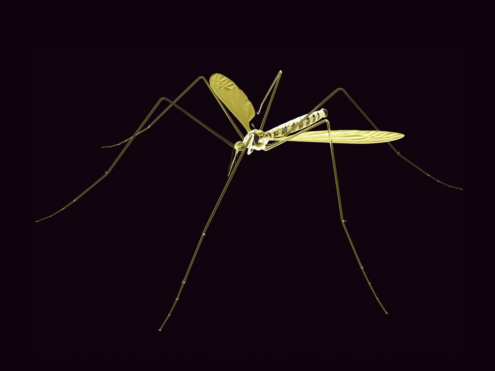 Mosquito Wallpapers - Top Free Mosquito Backgrounds - WallpaperAccess