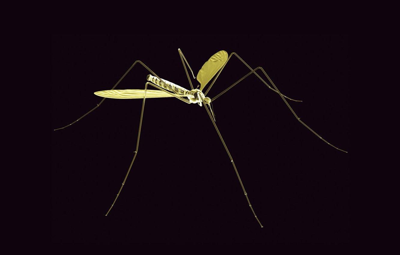 Mosquito Wallpapers - Top Free Mosquito Backgrounds - WallpaperAccess