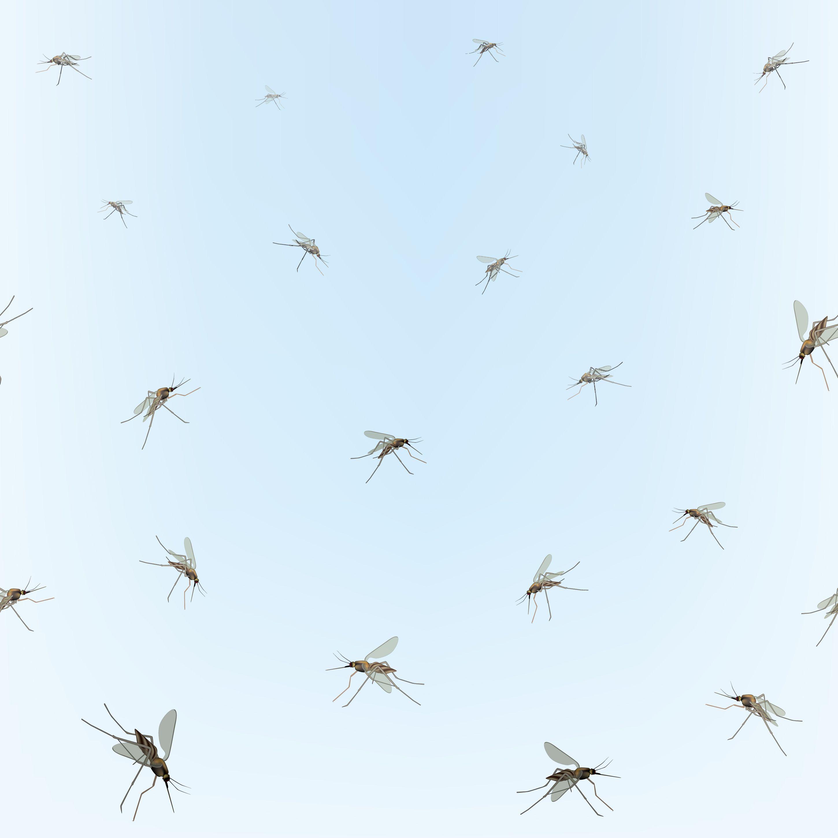 Mosquito Wallpapers - Top Free Mosquito Backgrounds - WallpaperAccess