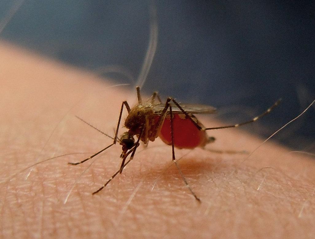 Mosquito Wallpapers - Top Free Mosquito Backgrounds - WallpaperAccess