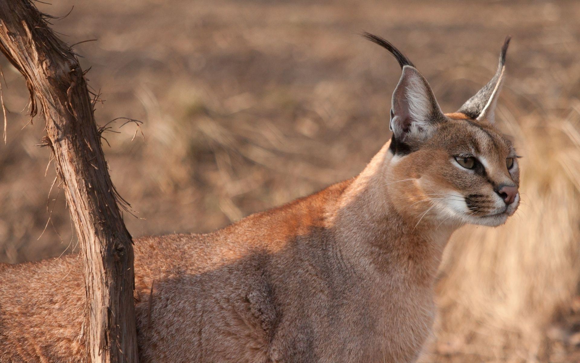 Wildcat Wallpapers - Top Free Wildcat Backgrounds - WallpaperAccess