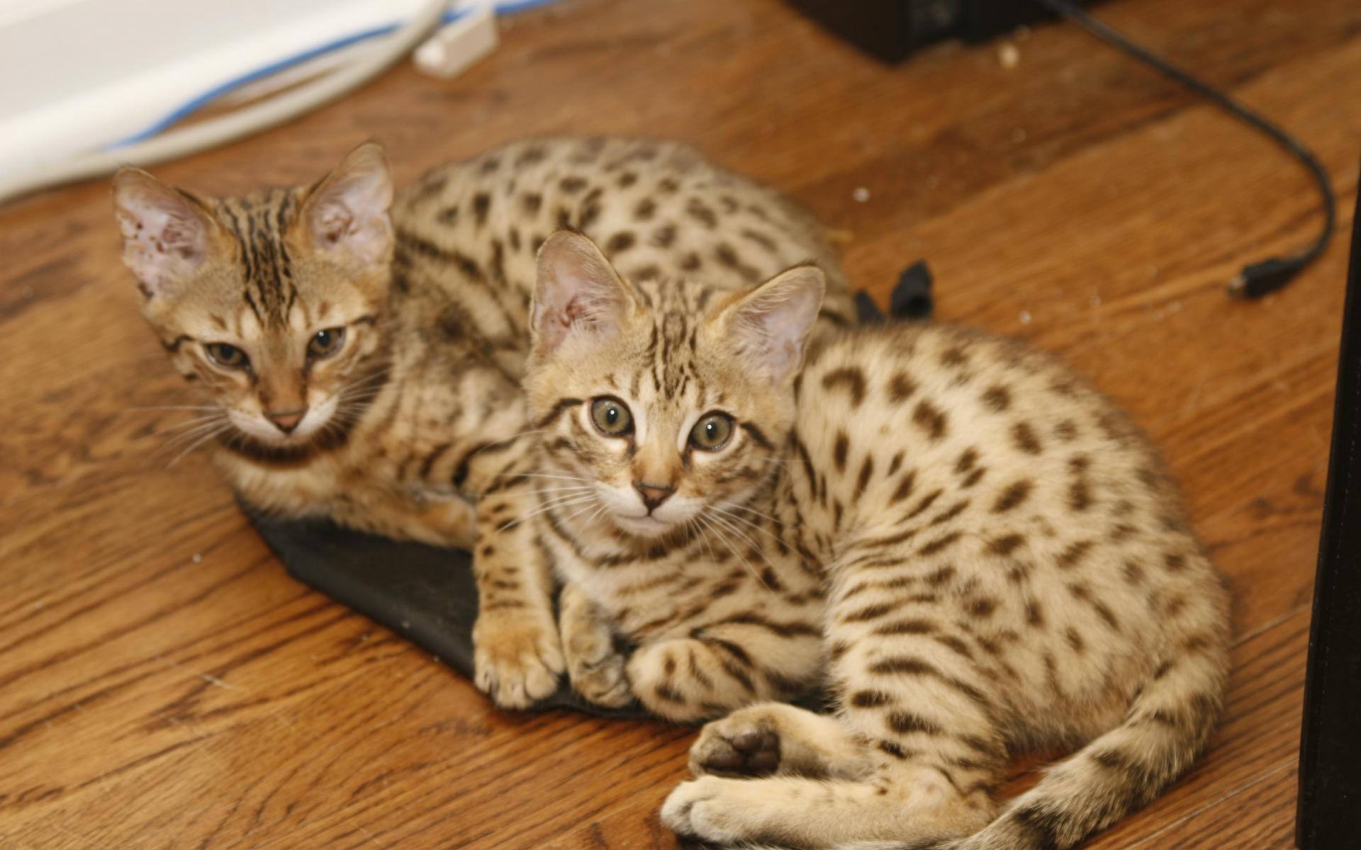 Wildcat Wallpapers - Top Free Wildcat Backgrounds - WallpaperAccess