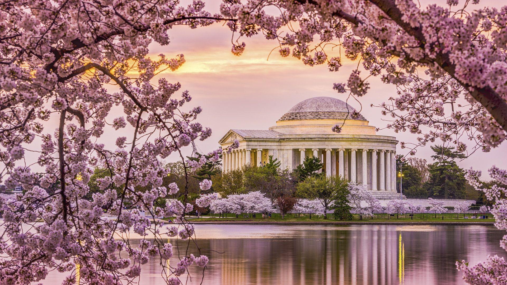 Washington DC Cherry Blossom Wallpapers - Top Free Washington DC Cherry ...