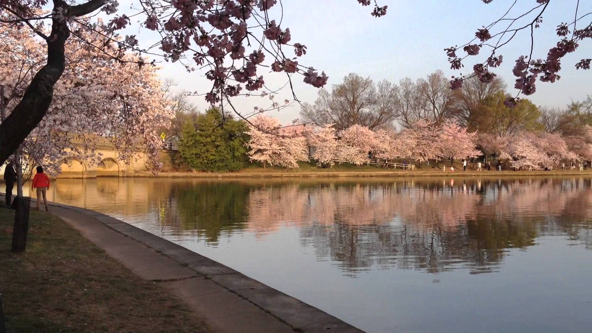 Washington DC Cherry Blossom Wallpapers - Top Free Washington DC Cherry ...
