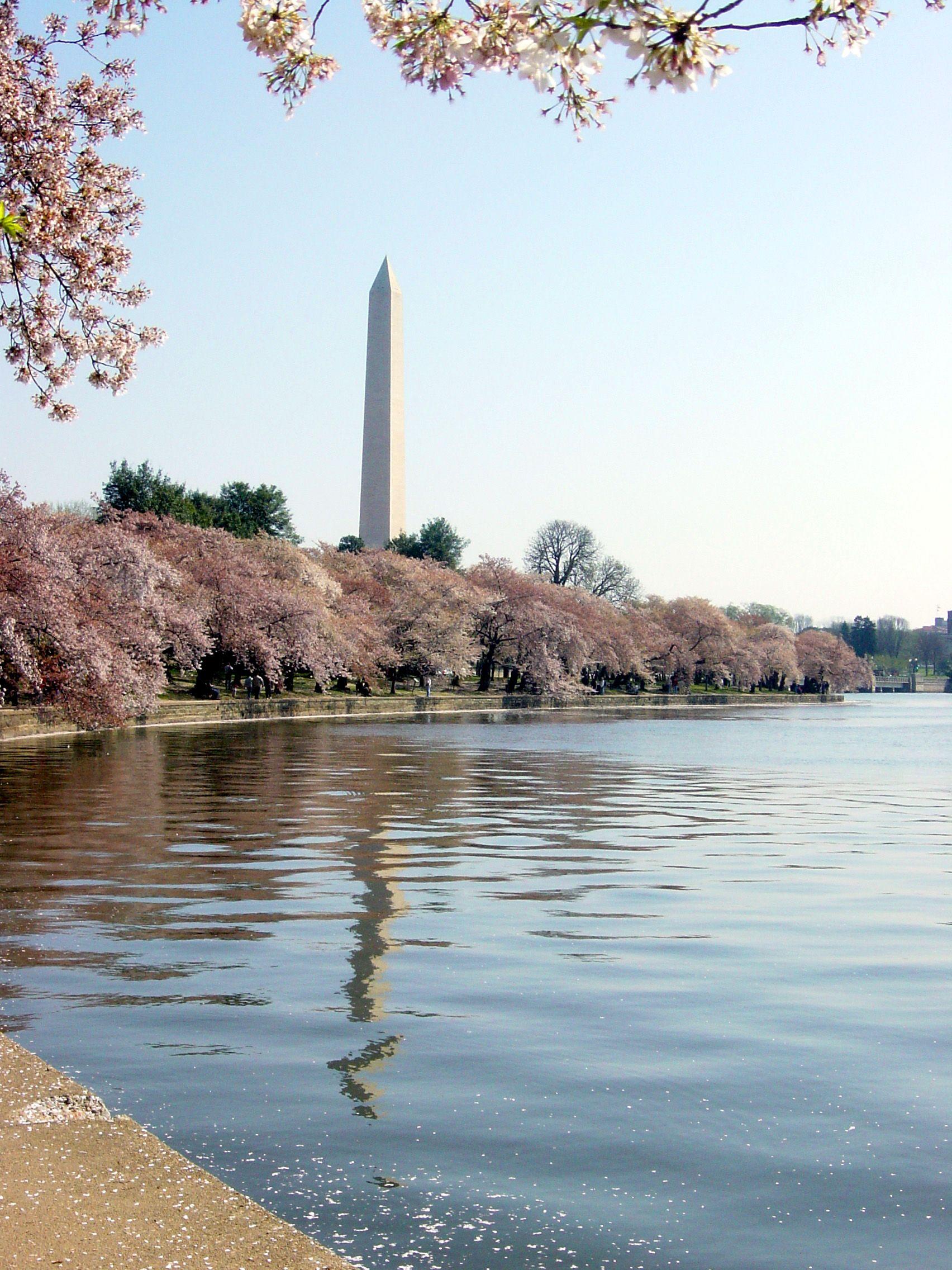 Washington DC Cherry Blossom Wallpapers - Top Free Washington DC Cherry ...