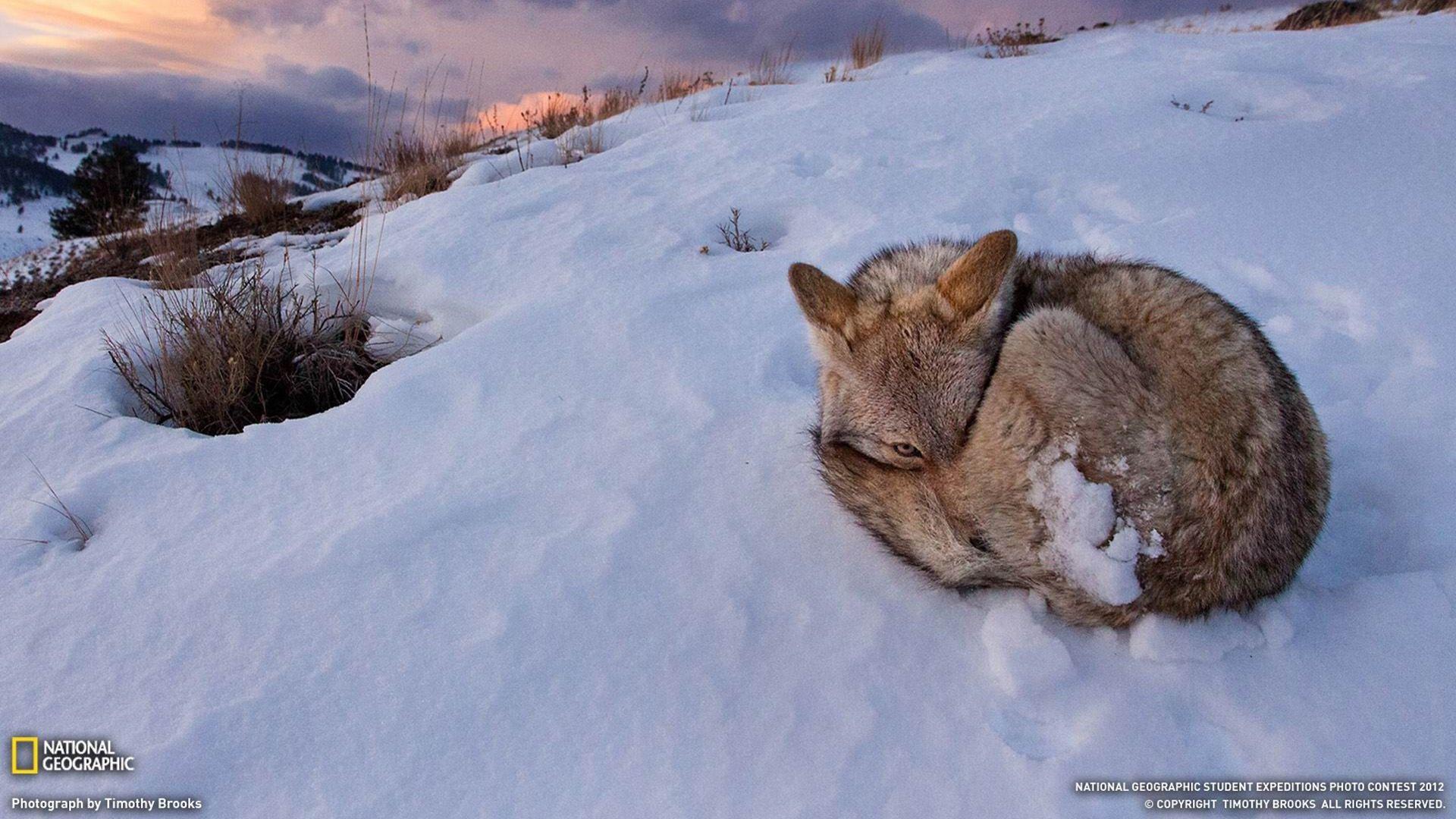 National Geographic Desktop Wallpapers - Top Free National Geographic ...