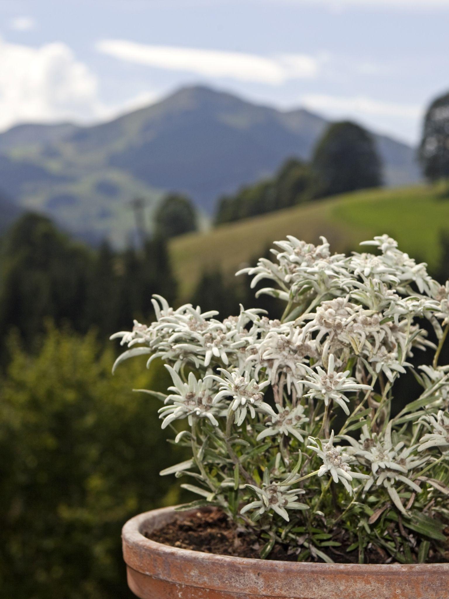 Edelweiss Wallpapers - Top Free Edelweiss Backgrounds - WallpaperAccess