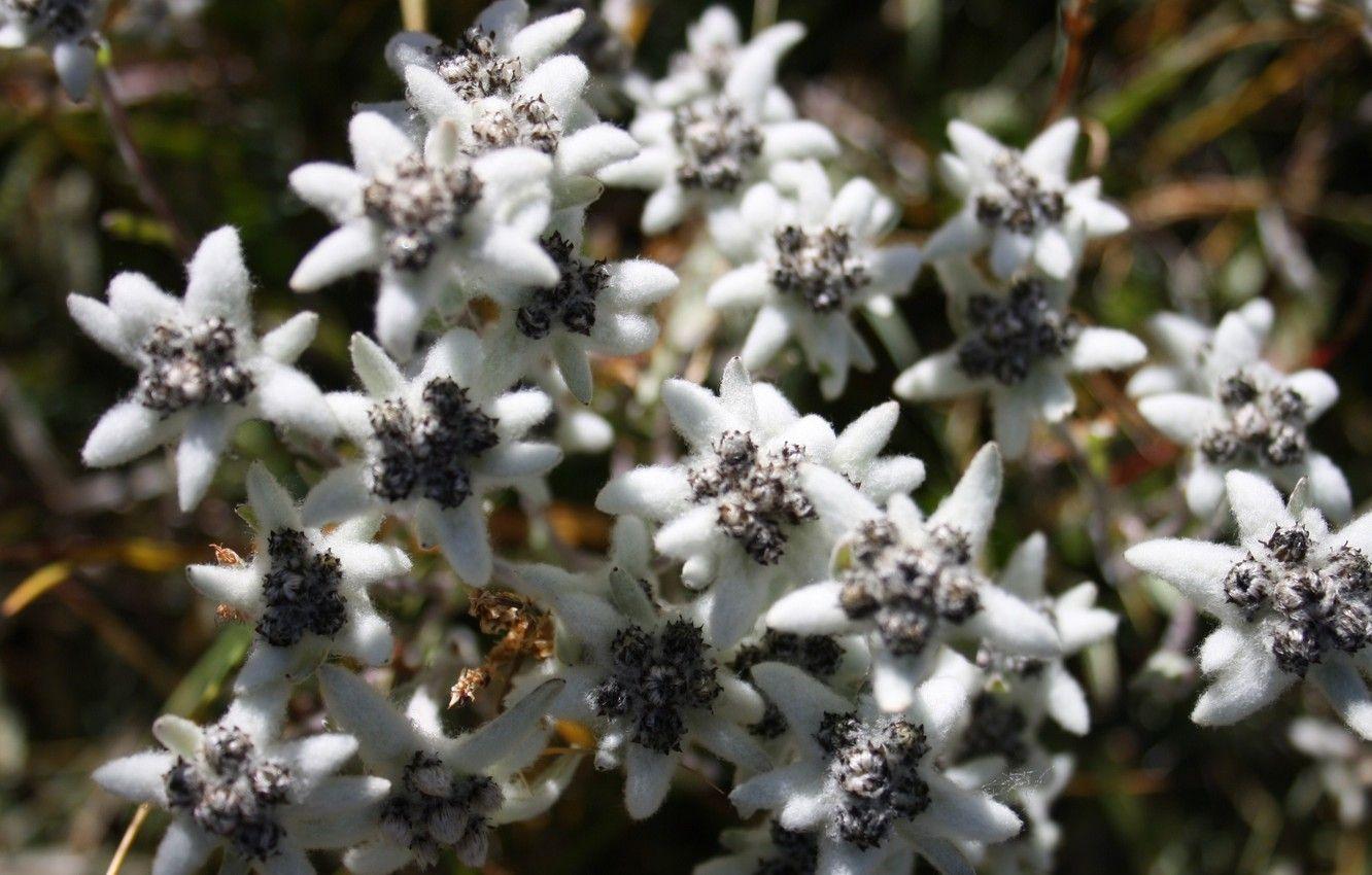 Edelweiss Wallpapers - Top Free Edelweiss Backgrounds - WallpaperAccess