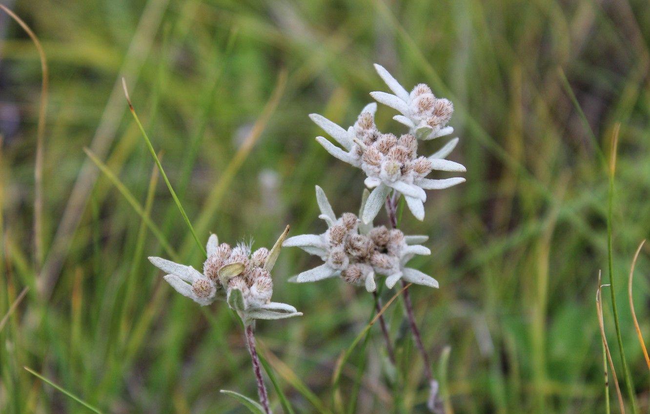 Edelweiss Wallpapers - Top Free Edelweiss Backgrounds - WallpaperAccess