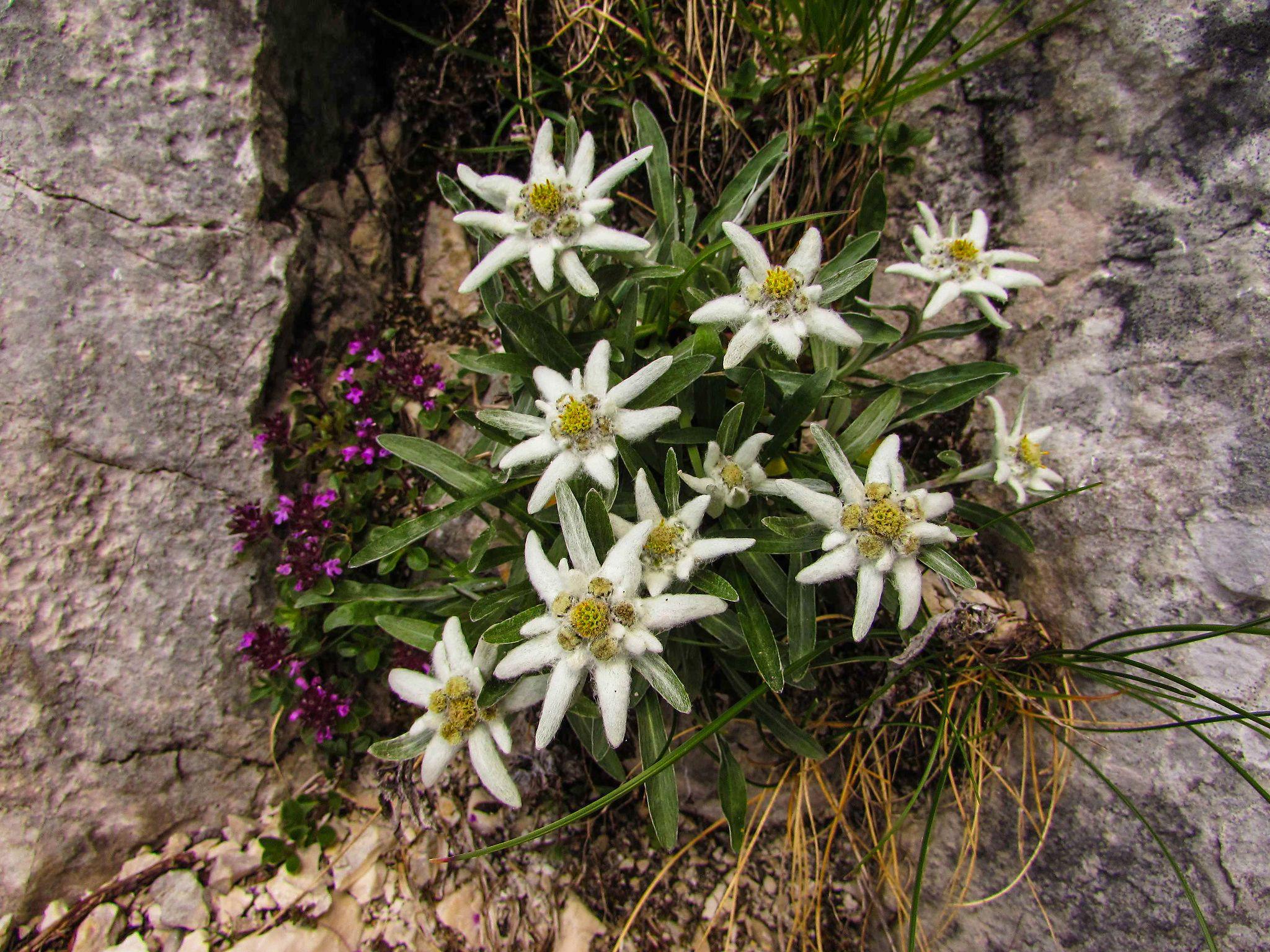 Edelweiss Wallpapers - Top Free Edelweiss Backgrounds - WallpaperAccess