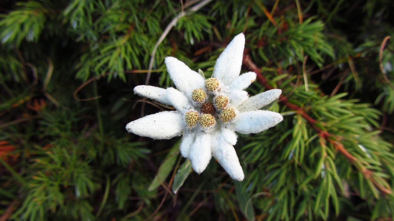 Edelweiss Wallpapers - Top Free Edelweiss Backgrounds - WallpaperAccess