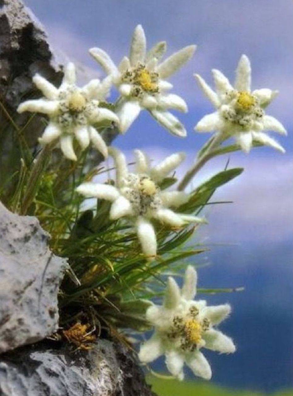 Edelweiss Wallpapers - Top Free Edelweiss Backgrounds - WallpaperAccess