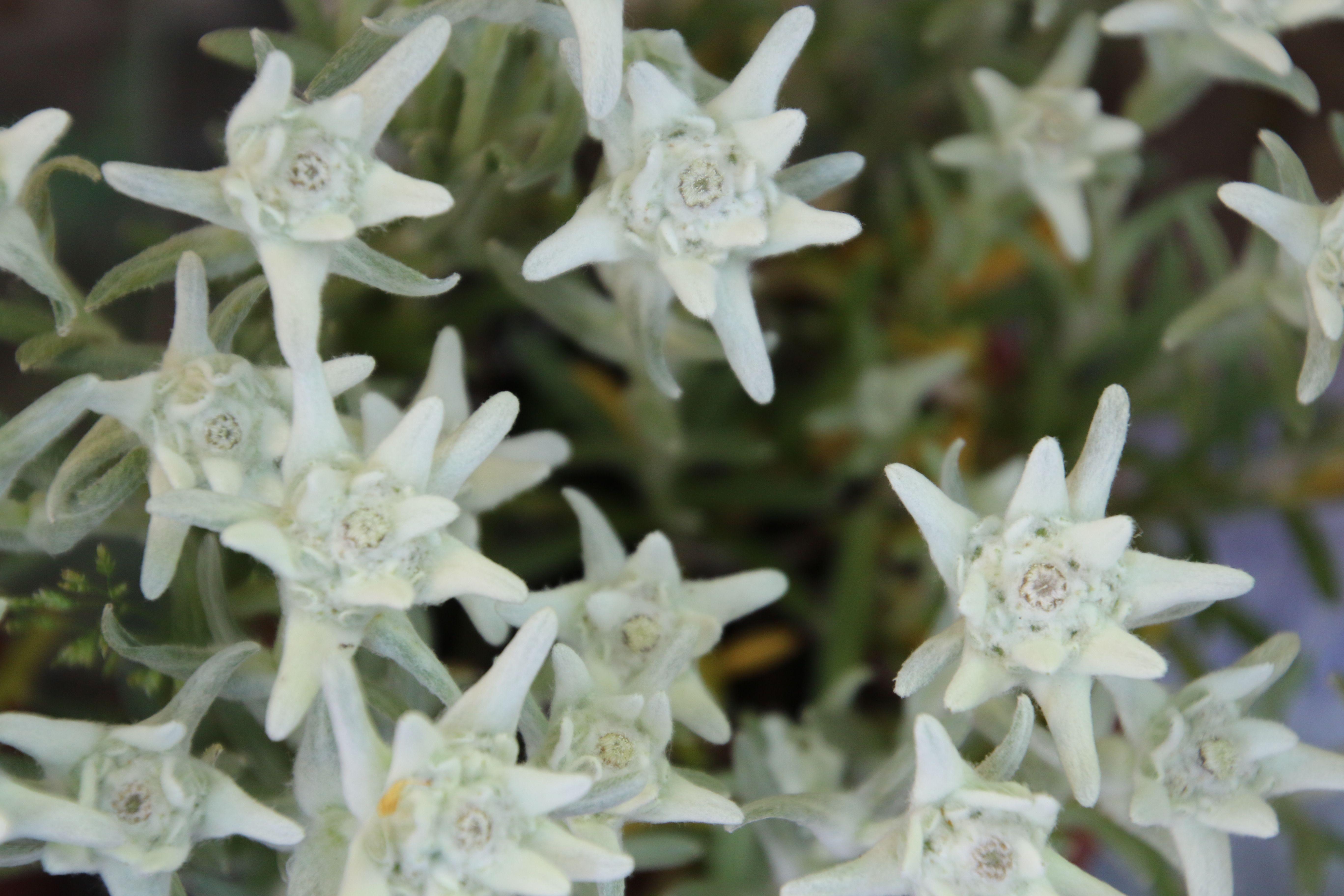 Edelweiss Wallpapers - Top Free Edelweiss Backgrounds - WallpaperAccess