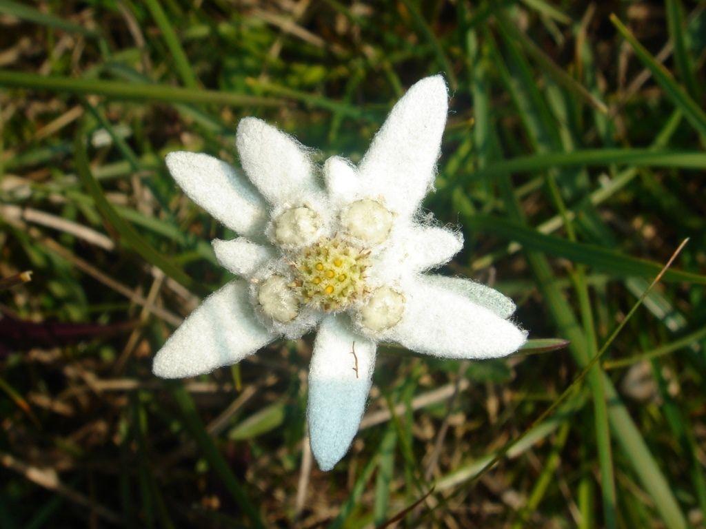 Edelweiss Wallpapers - Top Free Edelweiss Backgrounds - WallpaperAccess