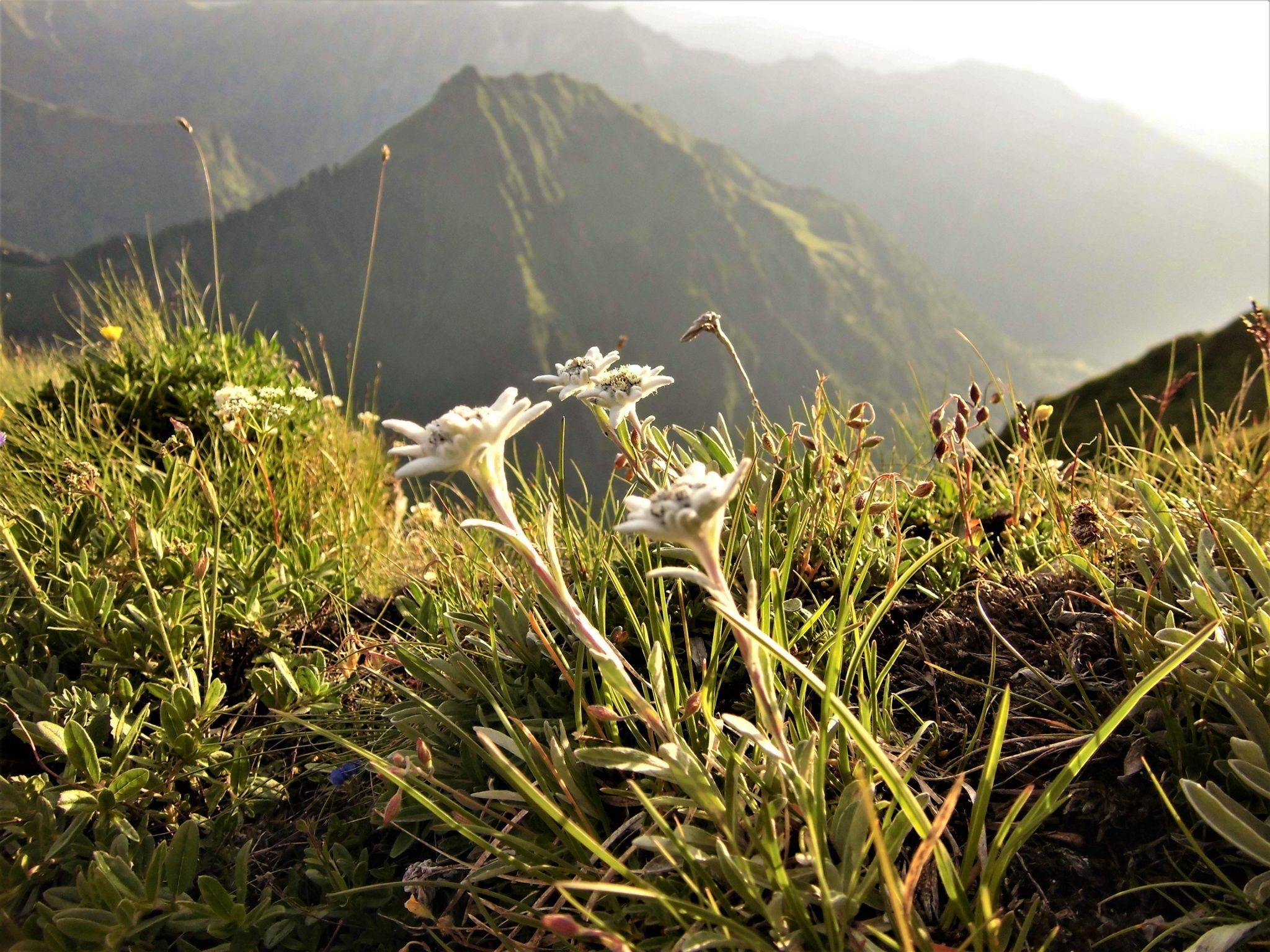 Edelweiss Wallpapers - Top Free Edelweiss Backgrounds - WallpaperAccess