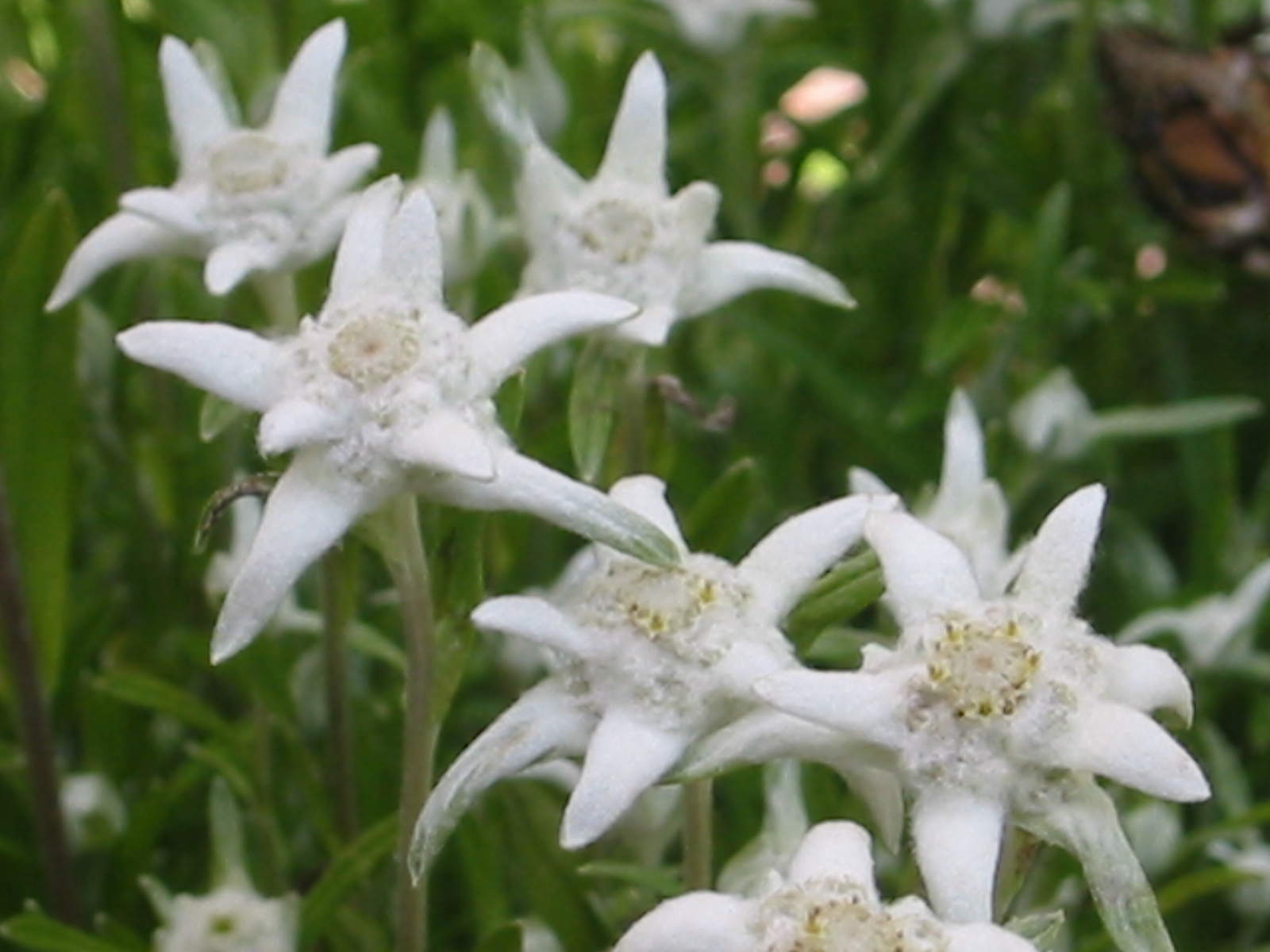 Edelweiss Wallpapers - Top Free Edelweiss Backgrounds - WallpaperAccess