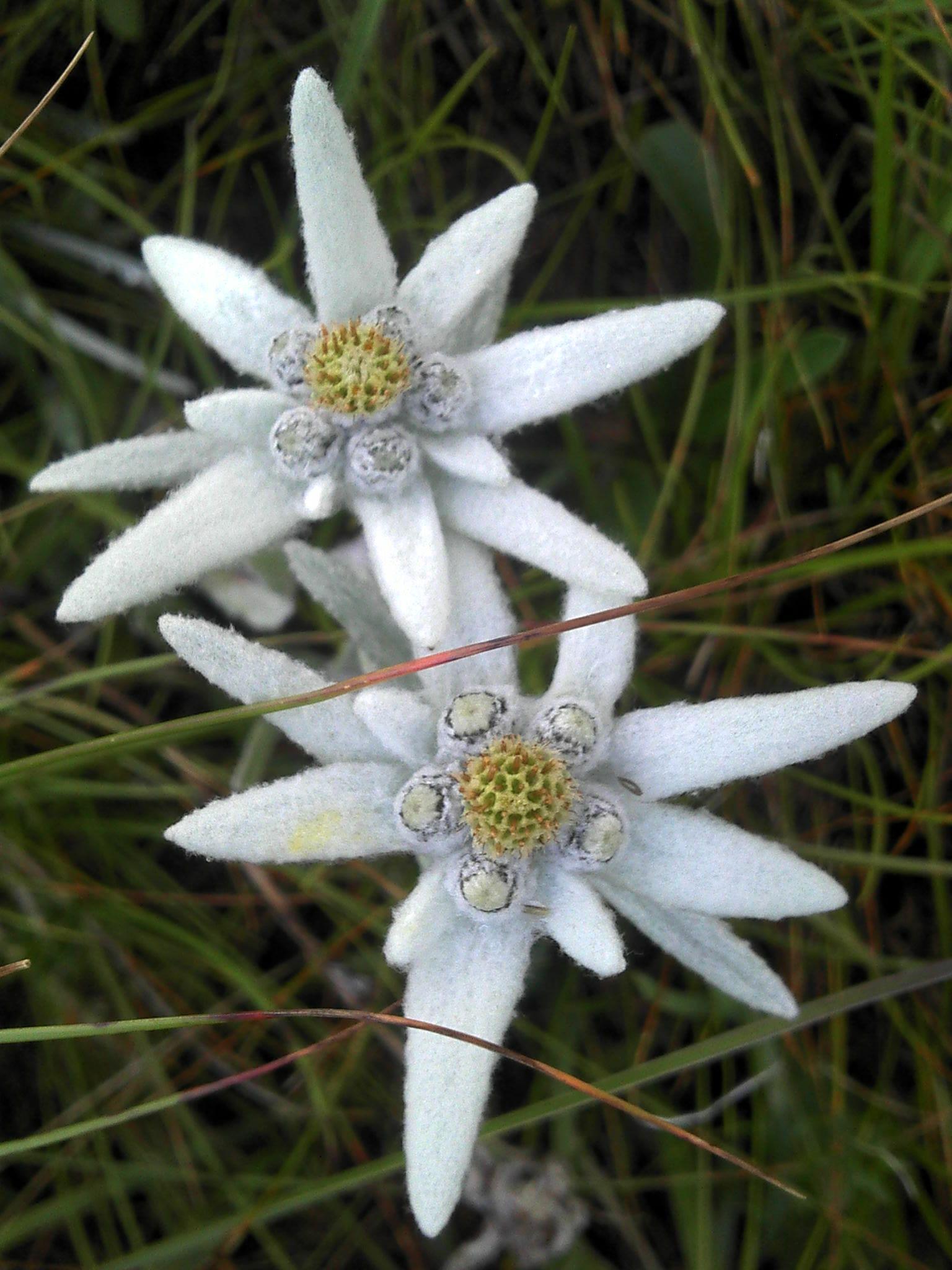 Edelweiss Wallpapers - Top Free Edelweiss Backgrounds - WallpaperAccess