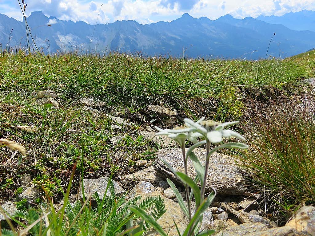 Edelweiss Wallpapers - Top Free Edelweiss Backgrounds - WallpaperAccess