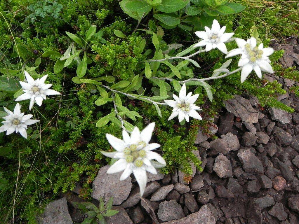 Edelweiss Wallpapers - Top Free Edelweiss Backgrounds - WallpaperAccess