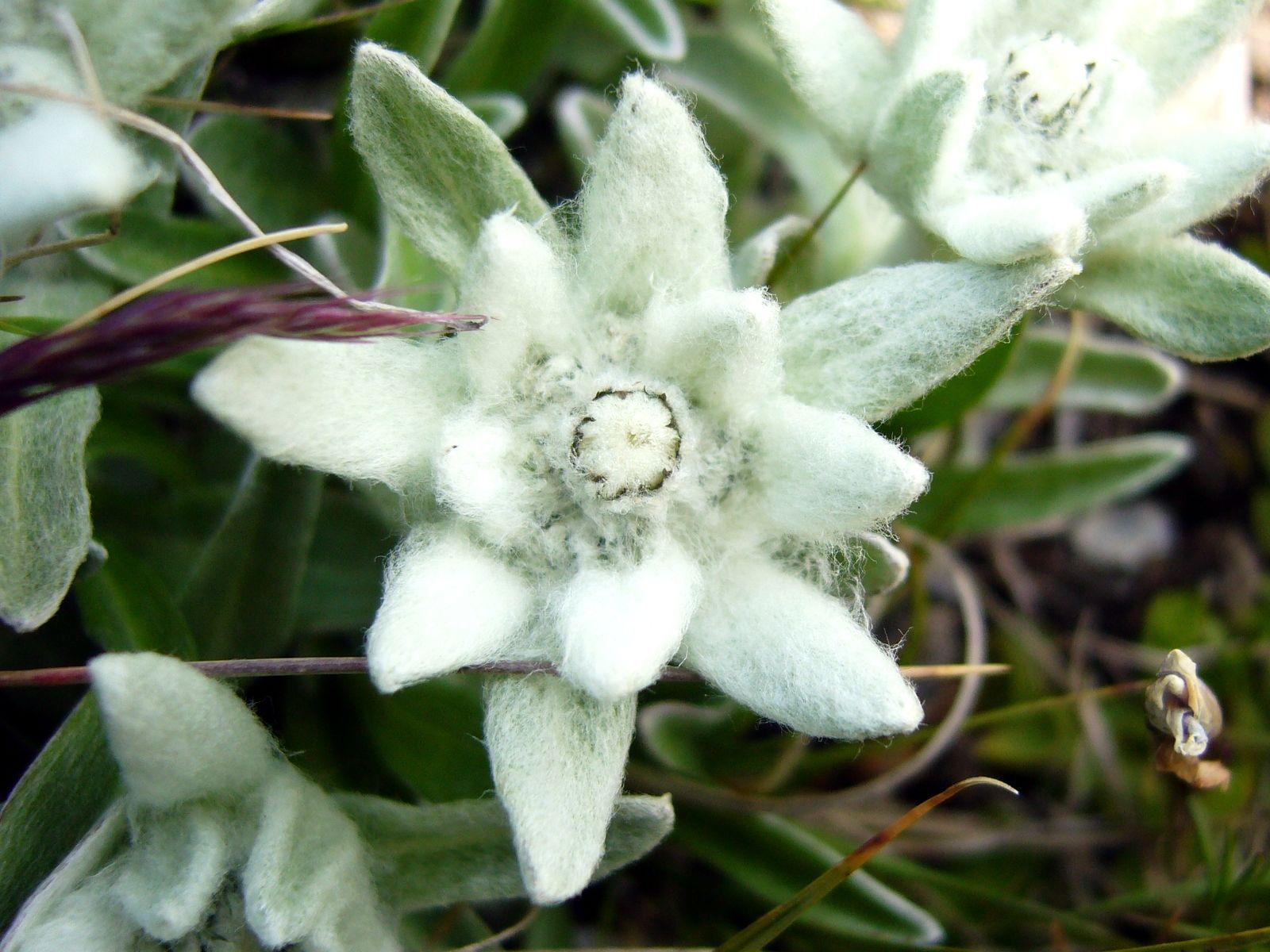 Edelweiss Wallpapers - Top Free Edelweiss Backgrounds - WallpaperAccess