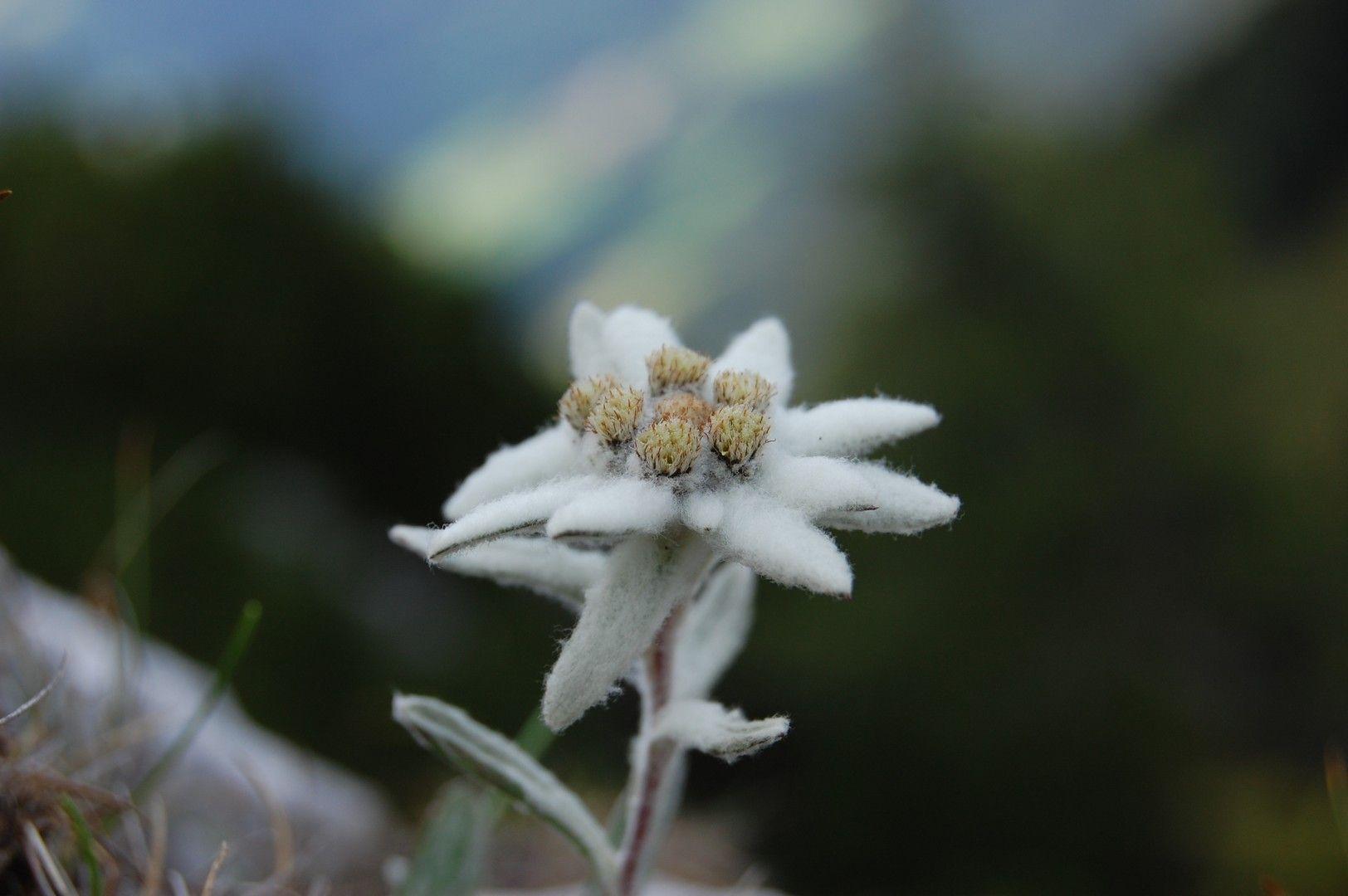 Edelweiss Wallpapers - Top Free Edelweiss Backgrounds - WallpaperAccess
