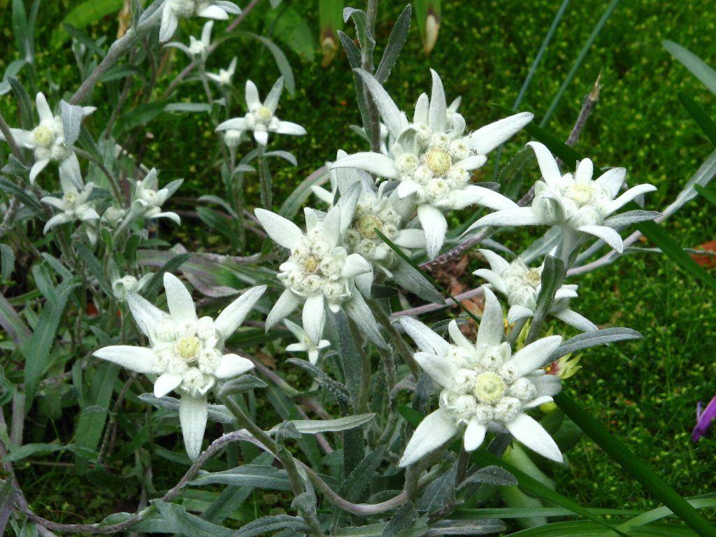 Edelweiss Wallpapers - Top Free Edelweiss Backgrounds - WallpaperAccess