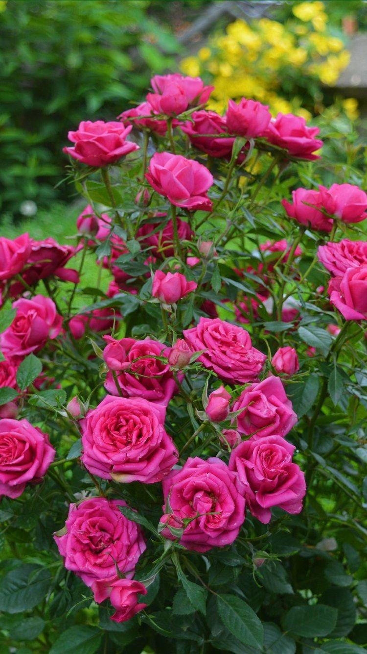 English Rose Garden Wallpapers - Top Free English Rose Garden ...