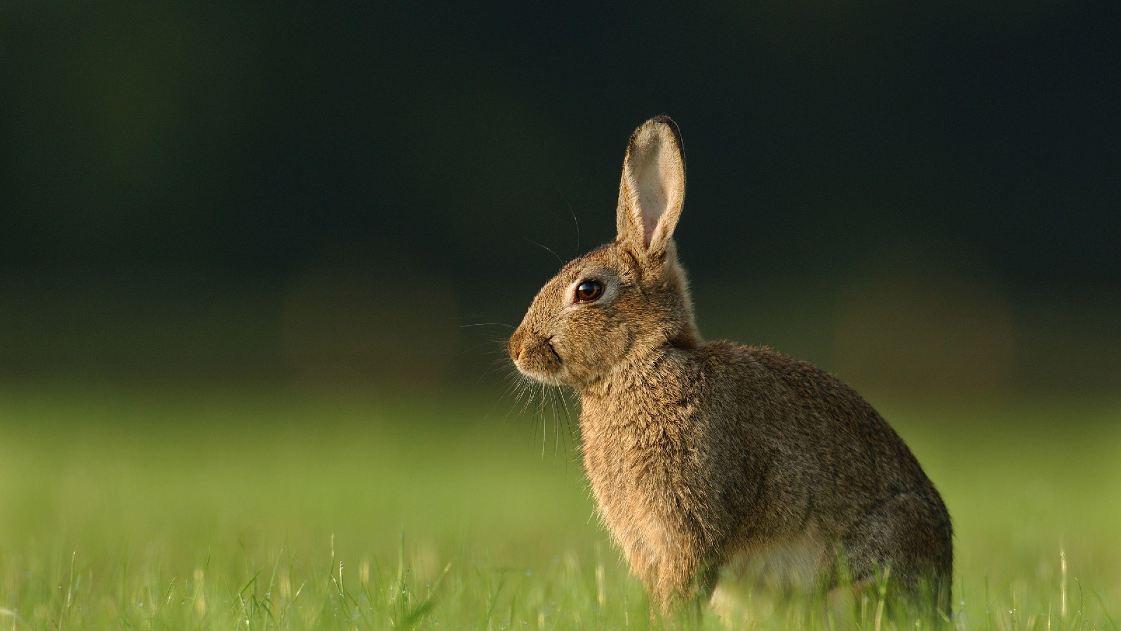 Hare Wallpapers - Top Free Hare Backgrounds - WallpaperAccess