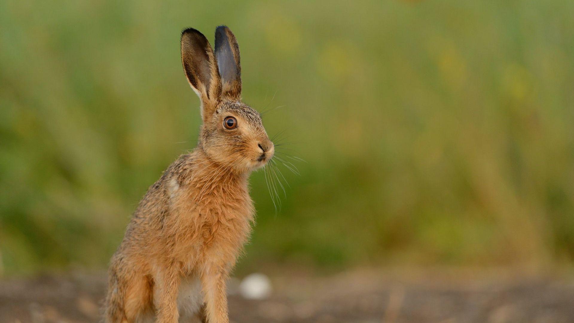 Hare Wallpapers - Top Free Hare Backgrounds - WallpaperAccess